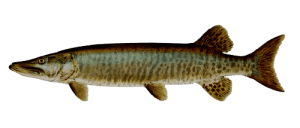 Learn About Muskies | Woodsy Woman
